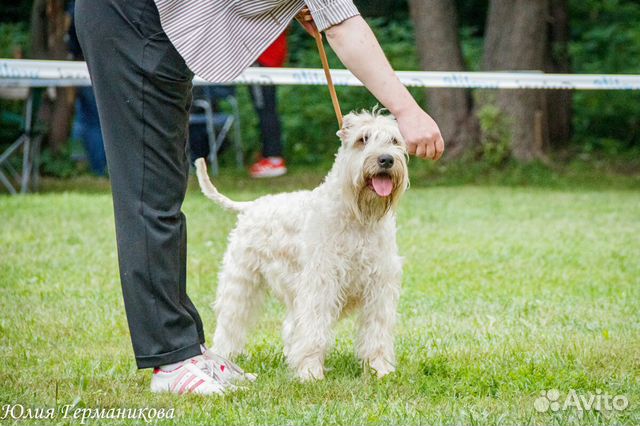 Сука ирландского мягкошерстного пшеничного терьера