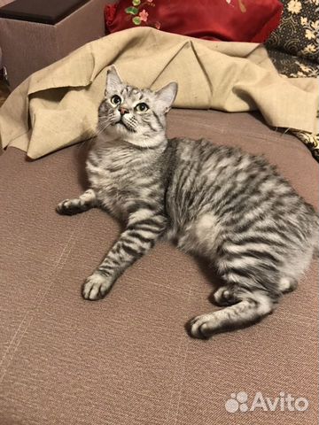 Кот Василий