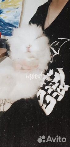 Отучу Вашего ребёнка хотеть домашнее животное