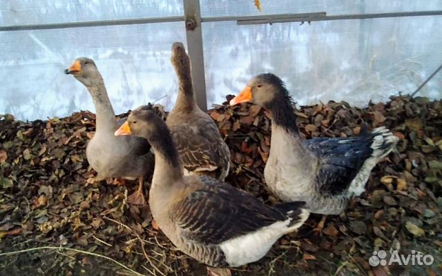 Семья гусей Крупная Серая