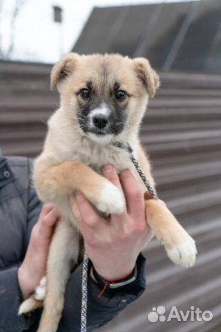Щенок девочка, в самые добрые и любящие руки