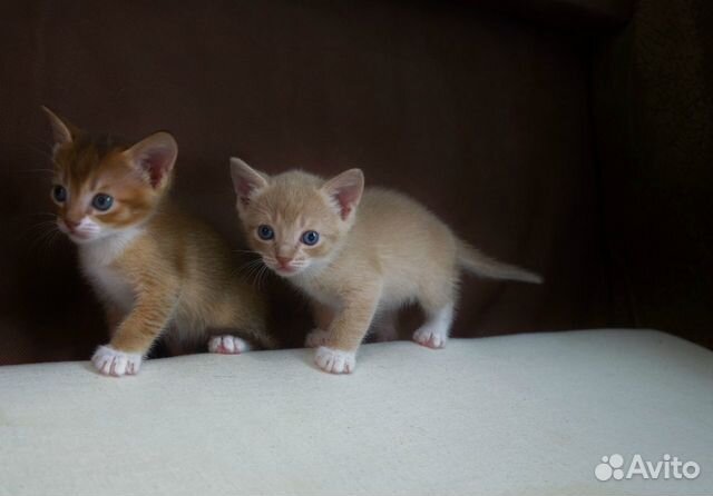 Солнышки-Наполовину абиссинские котятки ищут дом
