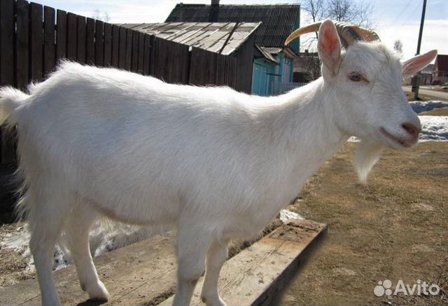 Продам козу и 3 козленка