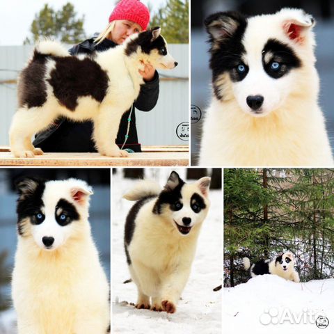 Щенки якутской лайки