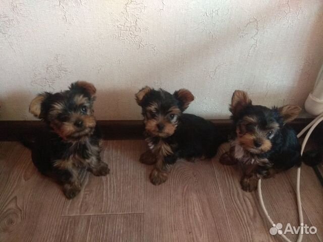 Йоркширский терьер