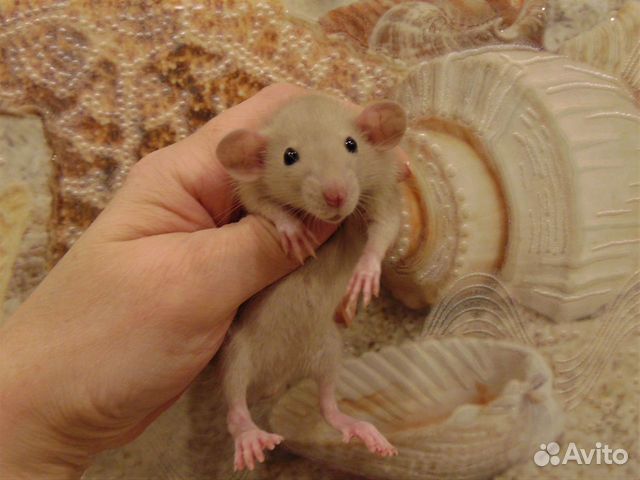 Крысы, крысятки дамбо, стандарт. клетки, гамак