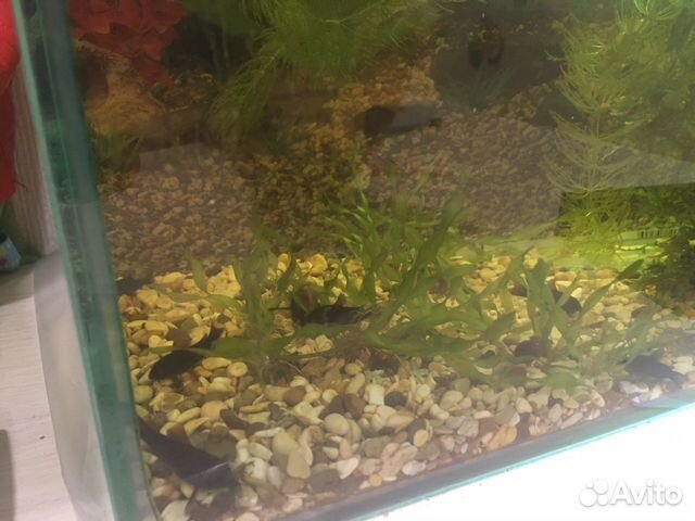 Коридорас Венесуэла Блэк (сомики)