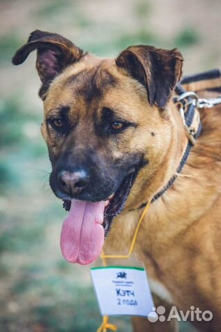 Собака для всей семьи