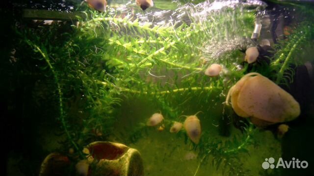 Улитки Ампулярии