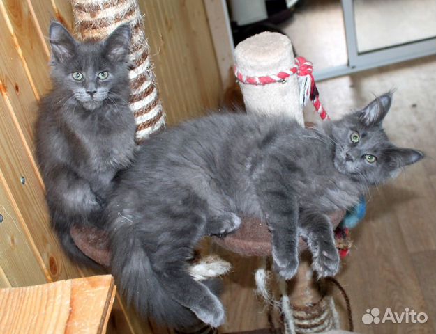 Кунята ребята и девчата