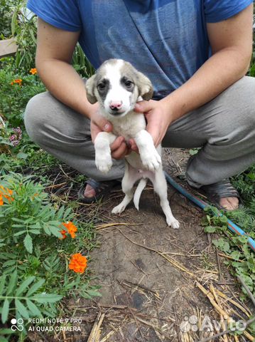 Ищет дом щенок не крупной Собачки Снупи
