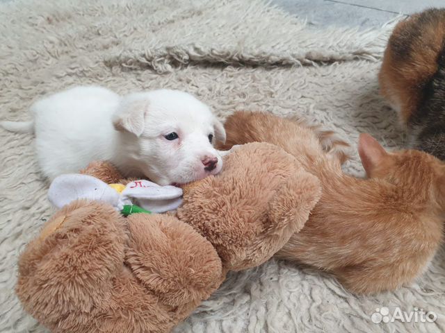 Маленький Ангел