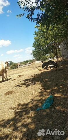 Коровы на мясо