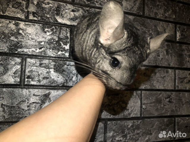 Шиншилла Шуша