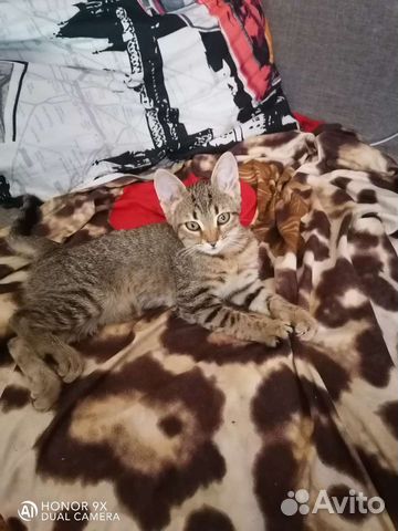 Кошечка 2 мес, привезу