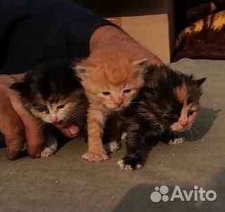 Котята ищут дом