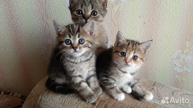 Британские котята