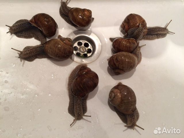 Виноградные улитки