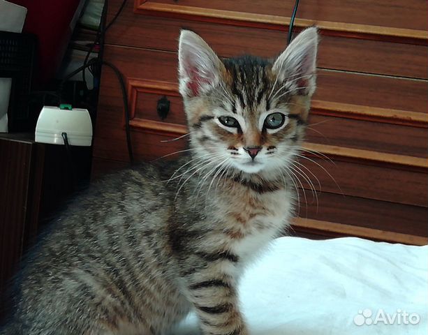 Ханаани (канаани)