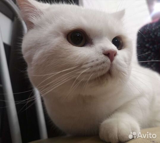 Вязка, прямоухий шотландский кот