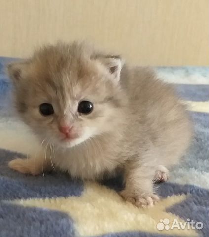 Котёночек 1 мес