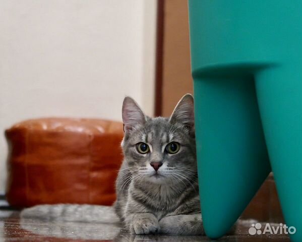 Котенок Батончик в дар