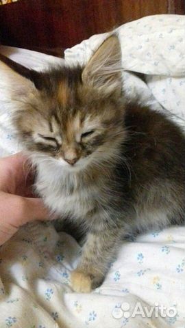 Котёнок Пушинка