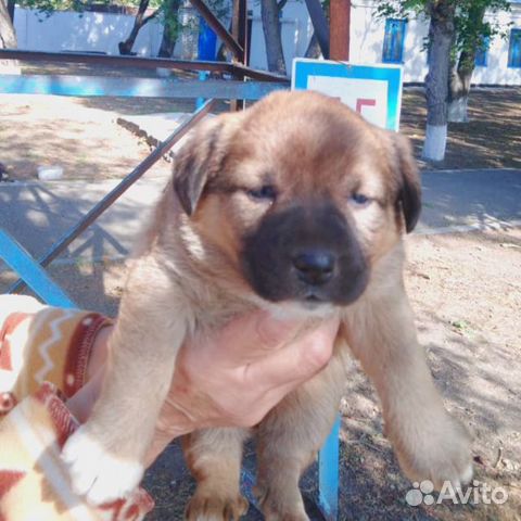 Щенки в добрые руки