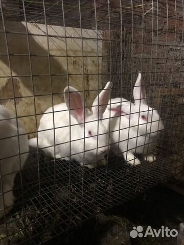 Белый панон