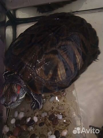 Черепаха