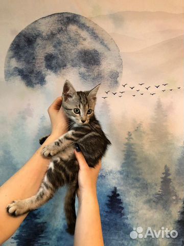 Беспородный ласковый котёнок с дачи ищет дом