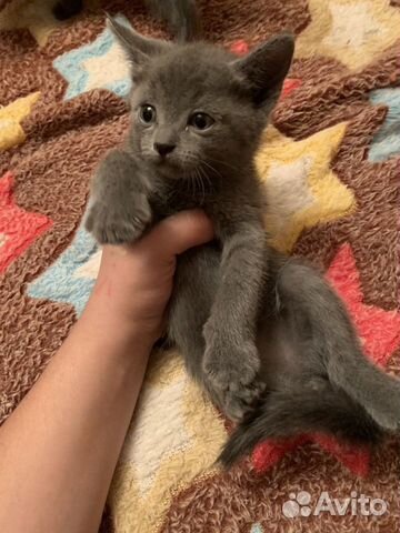 Русская голубая