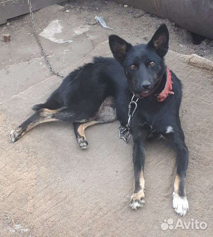 Марго отдам в добрые руки. Доставка