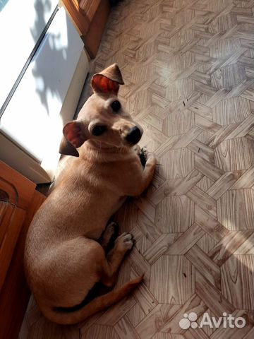 Щенок