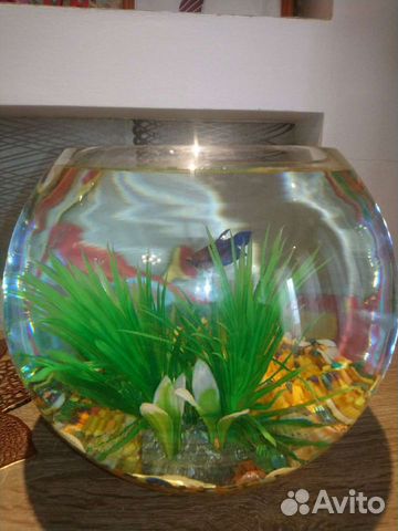 Аквариум с рыбкой Петушок. Подарочный