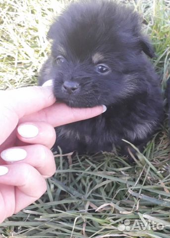 Щенок от шпица