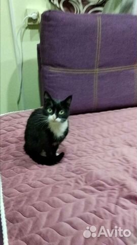 Котенок ласкуша