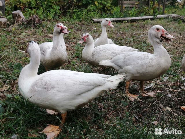 Продам индоуток на племя