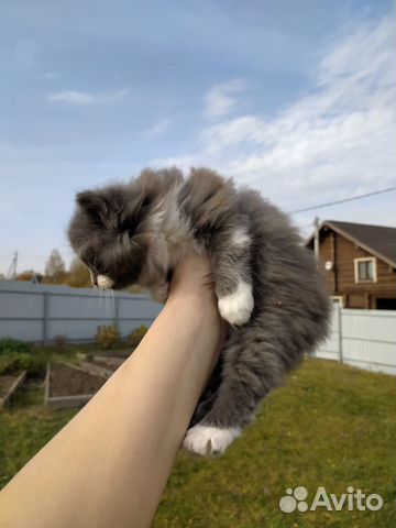 Пушистый котенок, мальчик