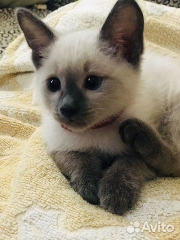 Сиамская кошка