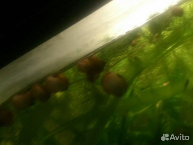 Улитки ампулярия