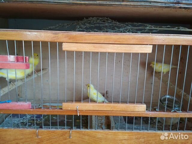 Продаются кенарки и молодой кенар