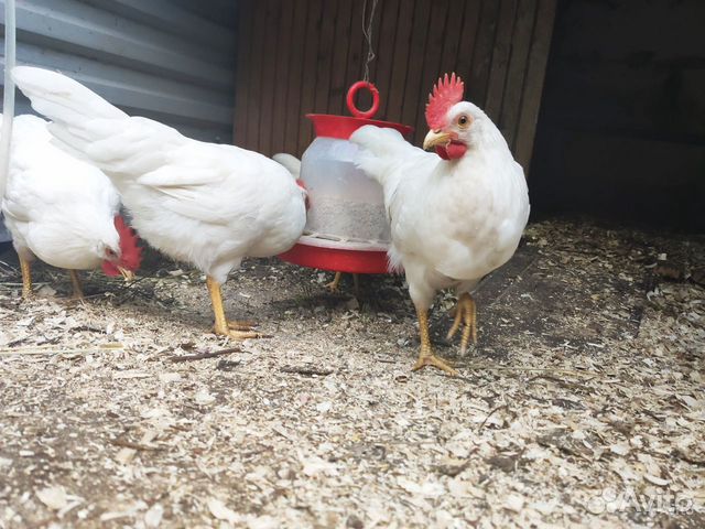 Куры несушки
