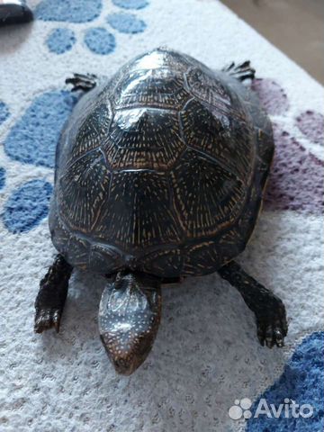 Чучело черепахи