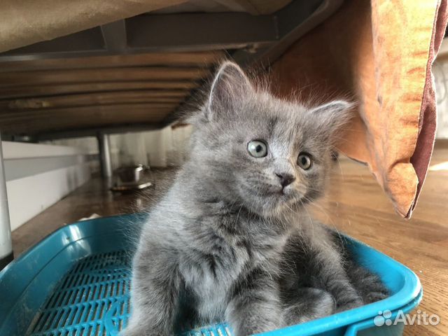 Кошка 1,5 мес
