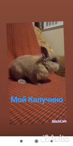 Миниатюрный карликовый кролик мальчик
