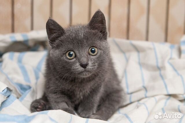 Котёнок Нора ищет хозяина. Отдадим в хорошие руки