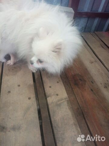 Шпицы для вязки. Щенки