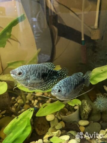 Рыба гурами девочки
