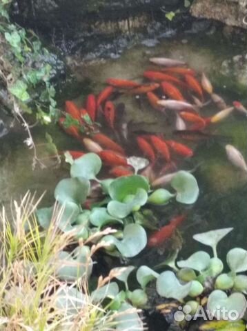 Рыбки декоративные